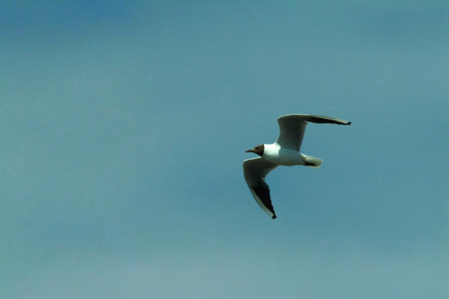 What is the difference between a tern and a gull?