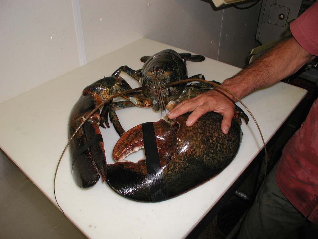 Answer to “Take a guess! What do you think this lobsta weighs?”