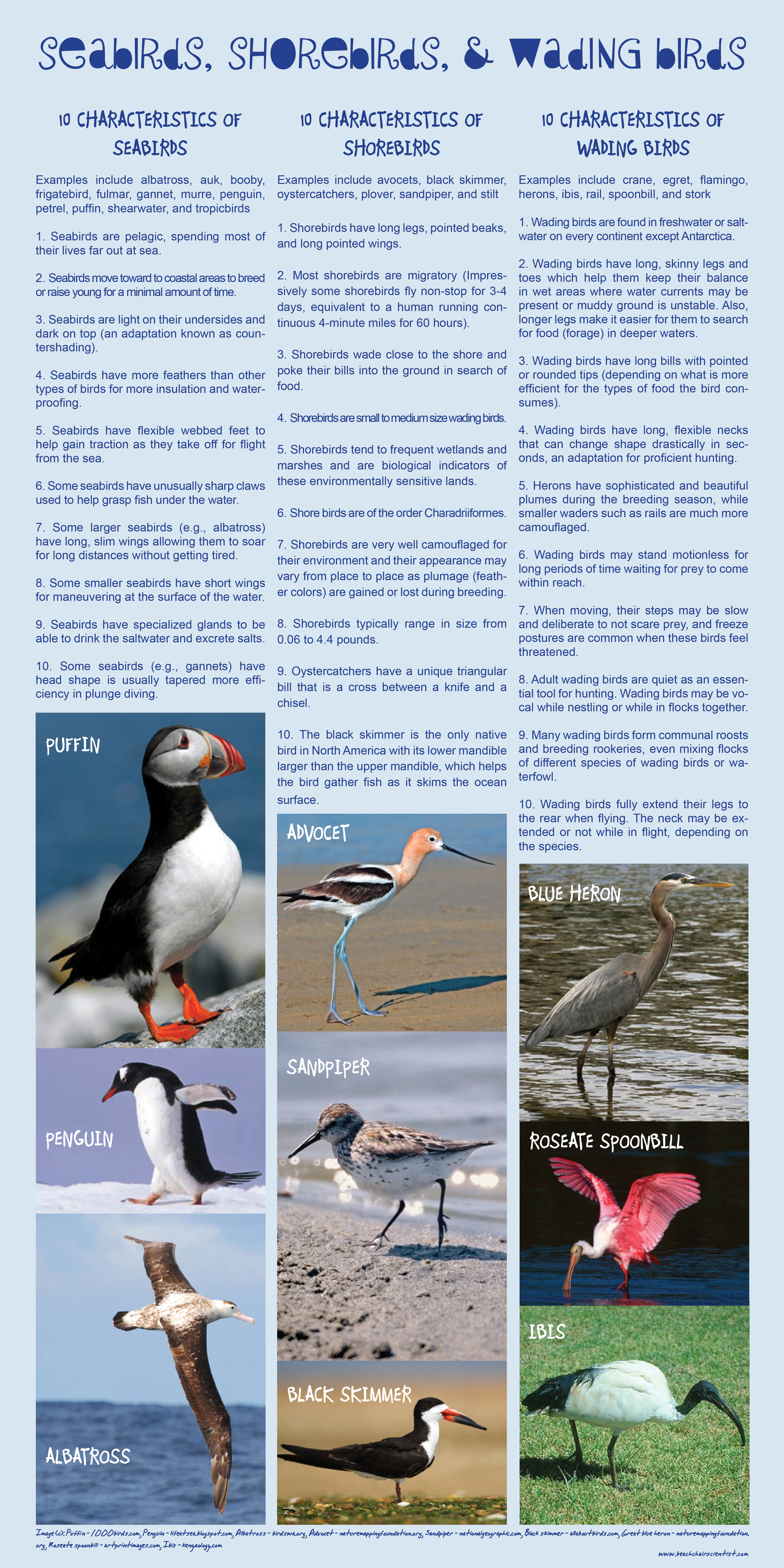 Comparing seabirds, shorebirds, and wading birds